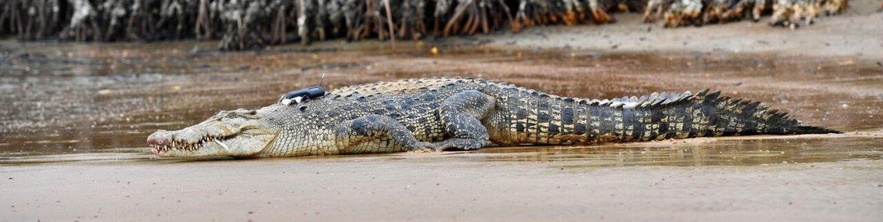 Croc Country Australia